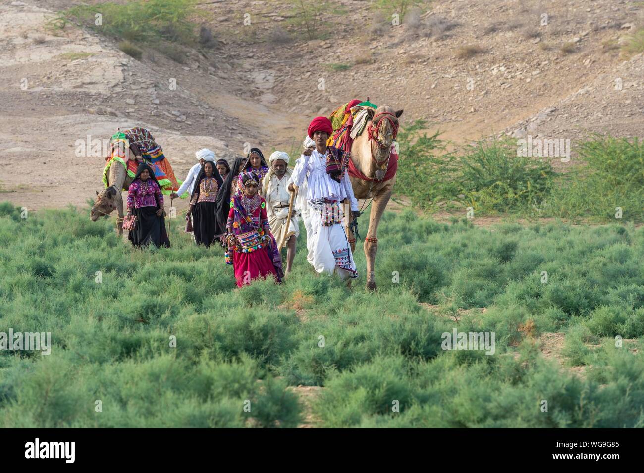 Rabari tribe people walking in the desert with a dromedary, Great Rann ...