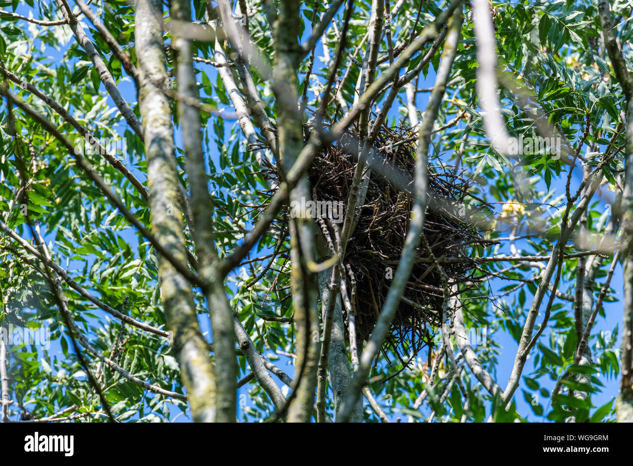 Old birds nest in hi-res stock photography and images - Alamy