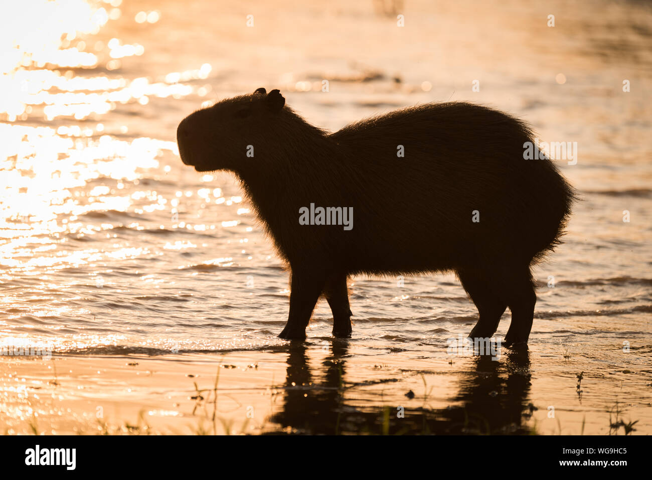 Capybara silhouette hi-res stock photography and images - Alamy