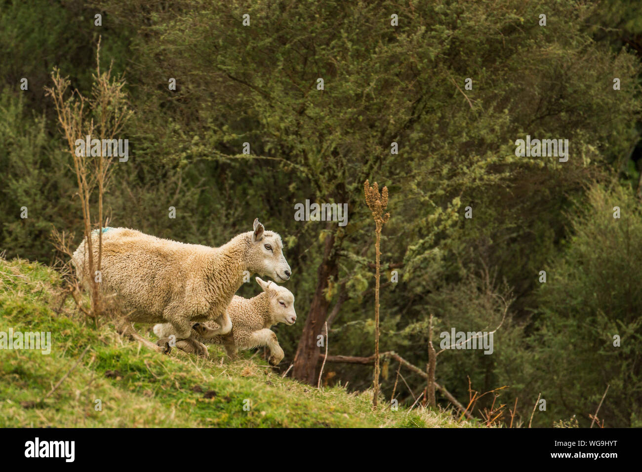 Sheep Running High Resolution Stock Photography and Images - Alamy