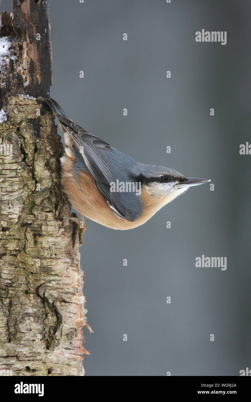 Nuthatch on tree hi-res stock photography and images - Alamy