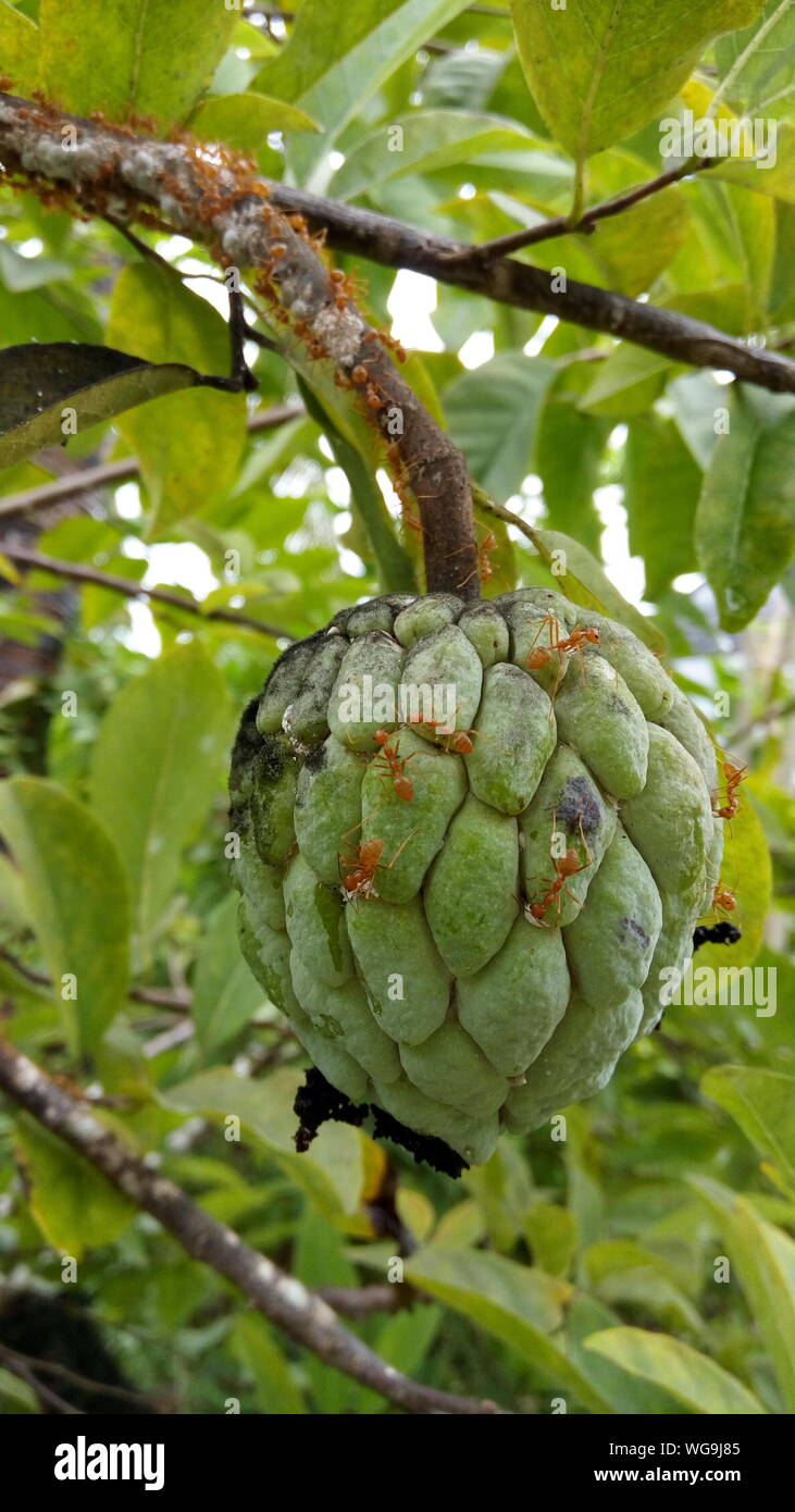 Wild custard apple tree hi-res stock photography and images - Alamy