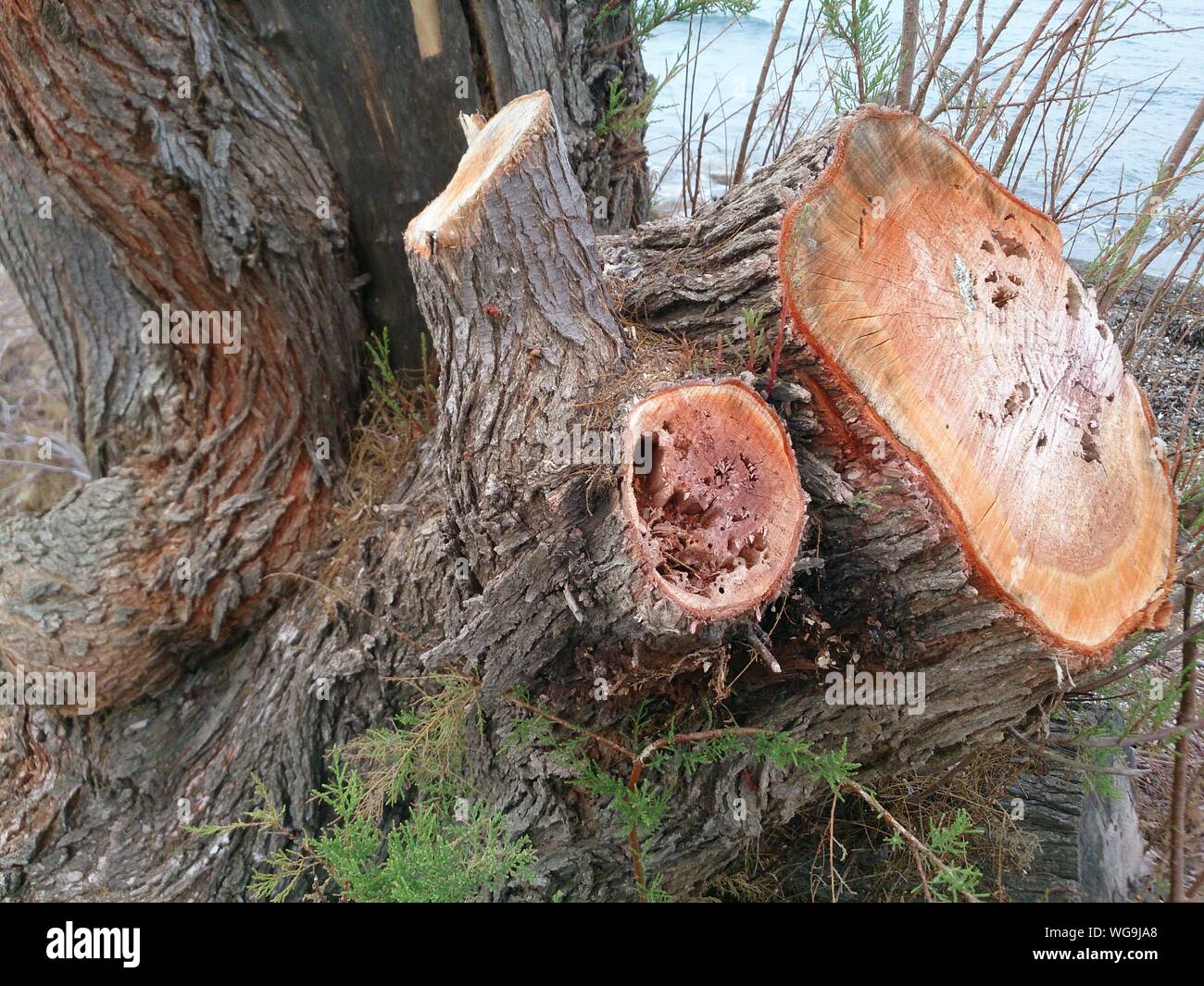 Chopped branch hi-res stock photography and images - Alamy