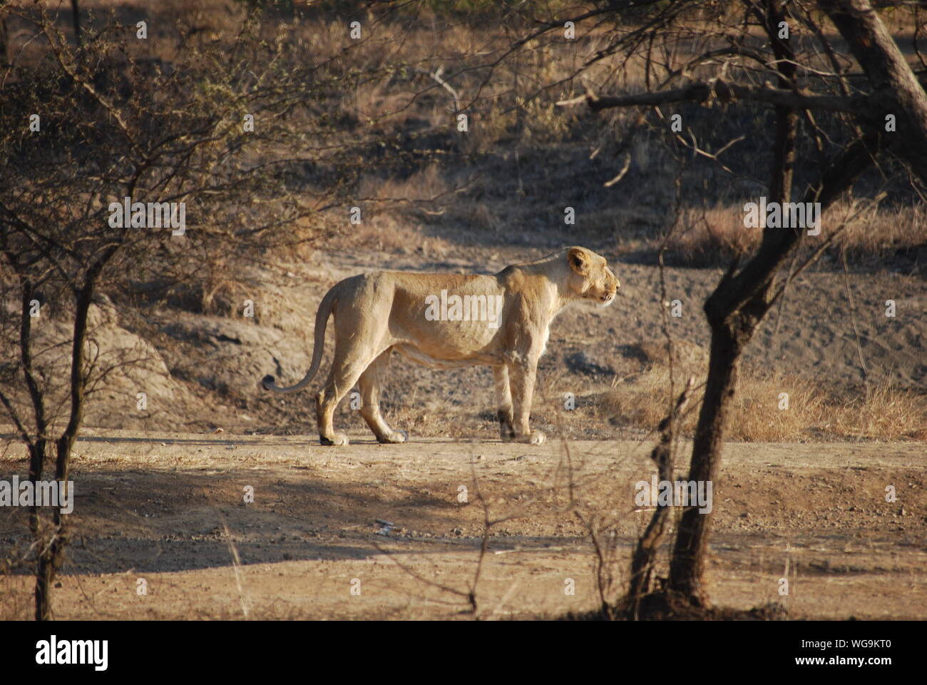 Lioness standing hi-res stock photography and images - Alamy