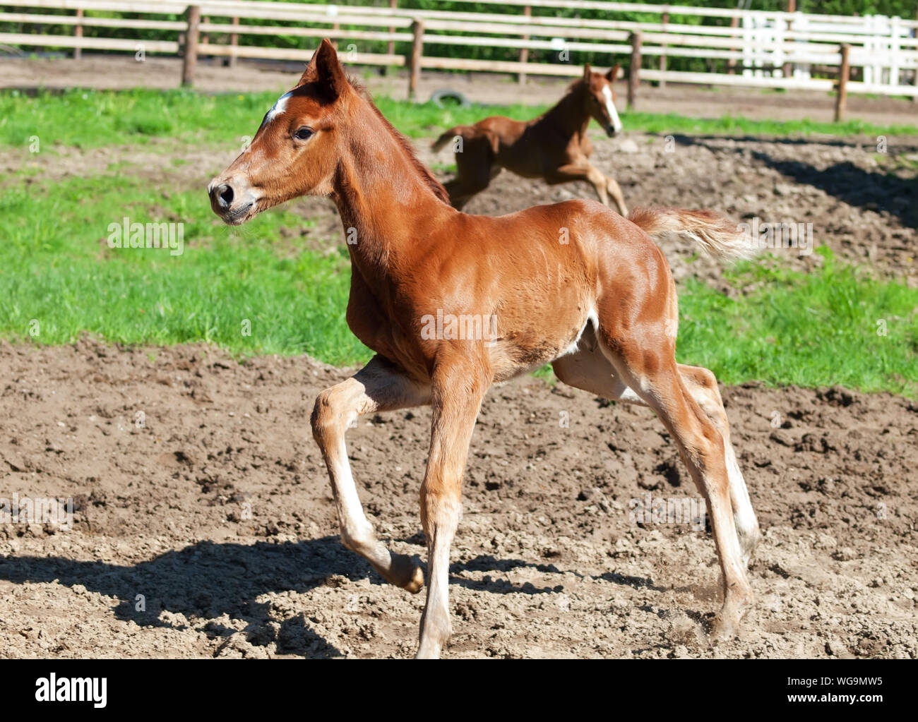 Foal running hi-res stock photography and images - Alamy