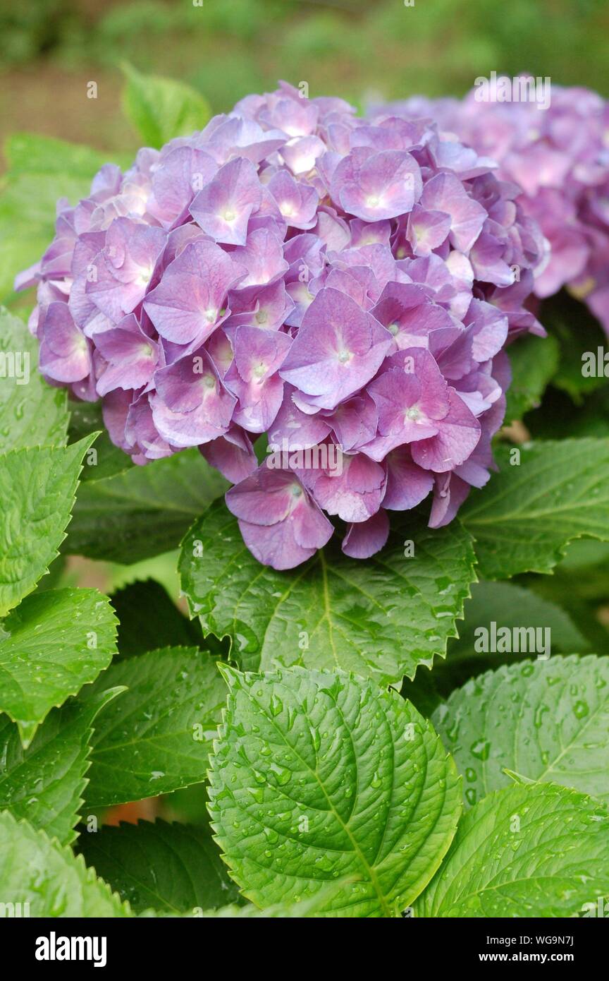 Rain on hydrangea hi-res stock photography and images - Alamy