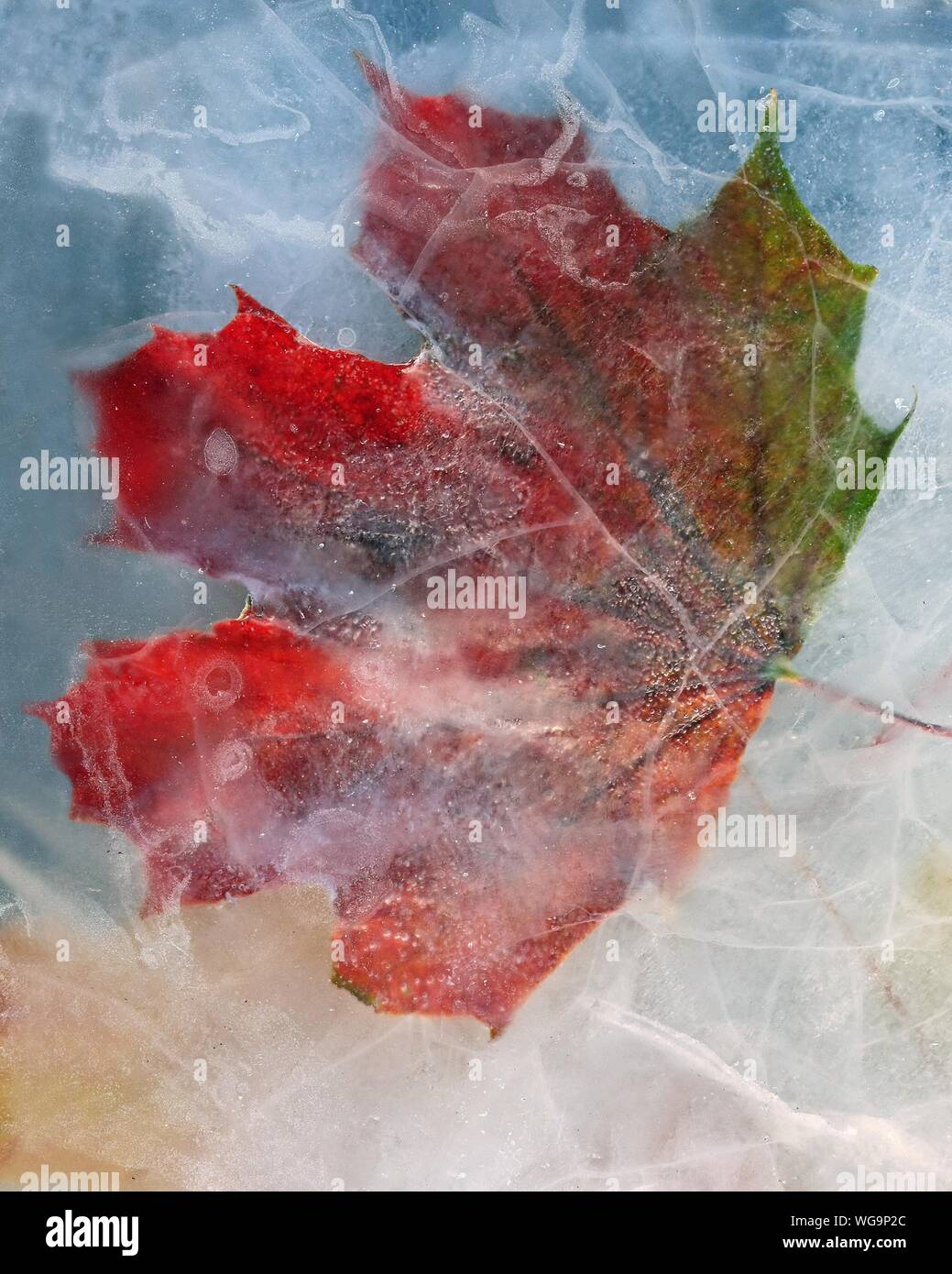 Frozen maple leaf hi-res stock photography and images - Alamy