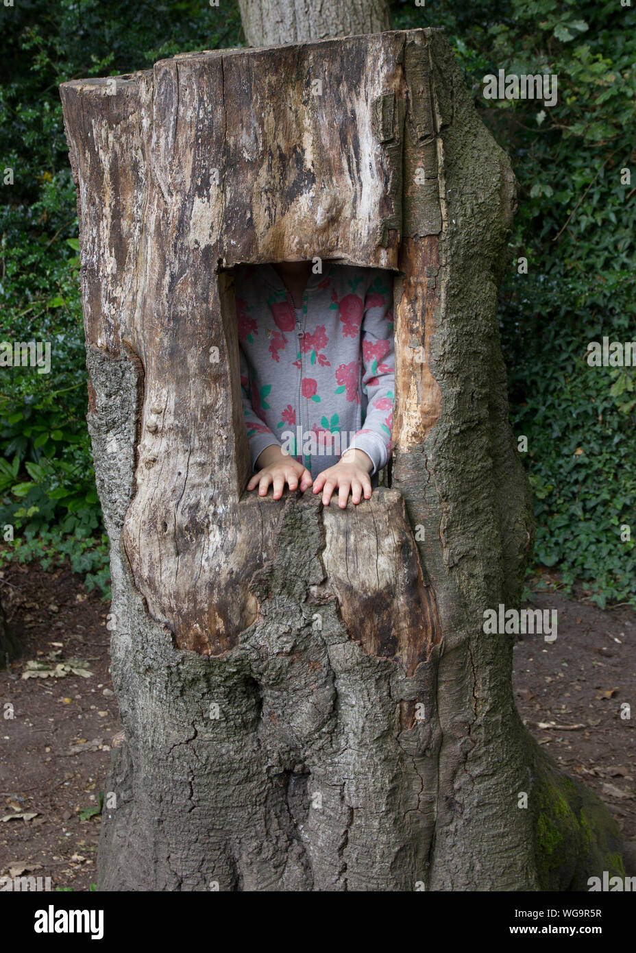 Hole inside tree hi-res stock photography and images - Alamy