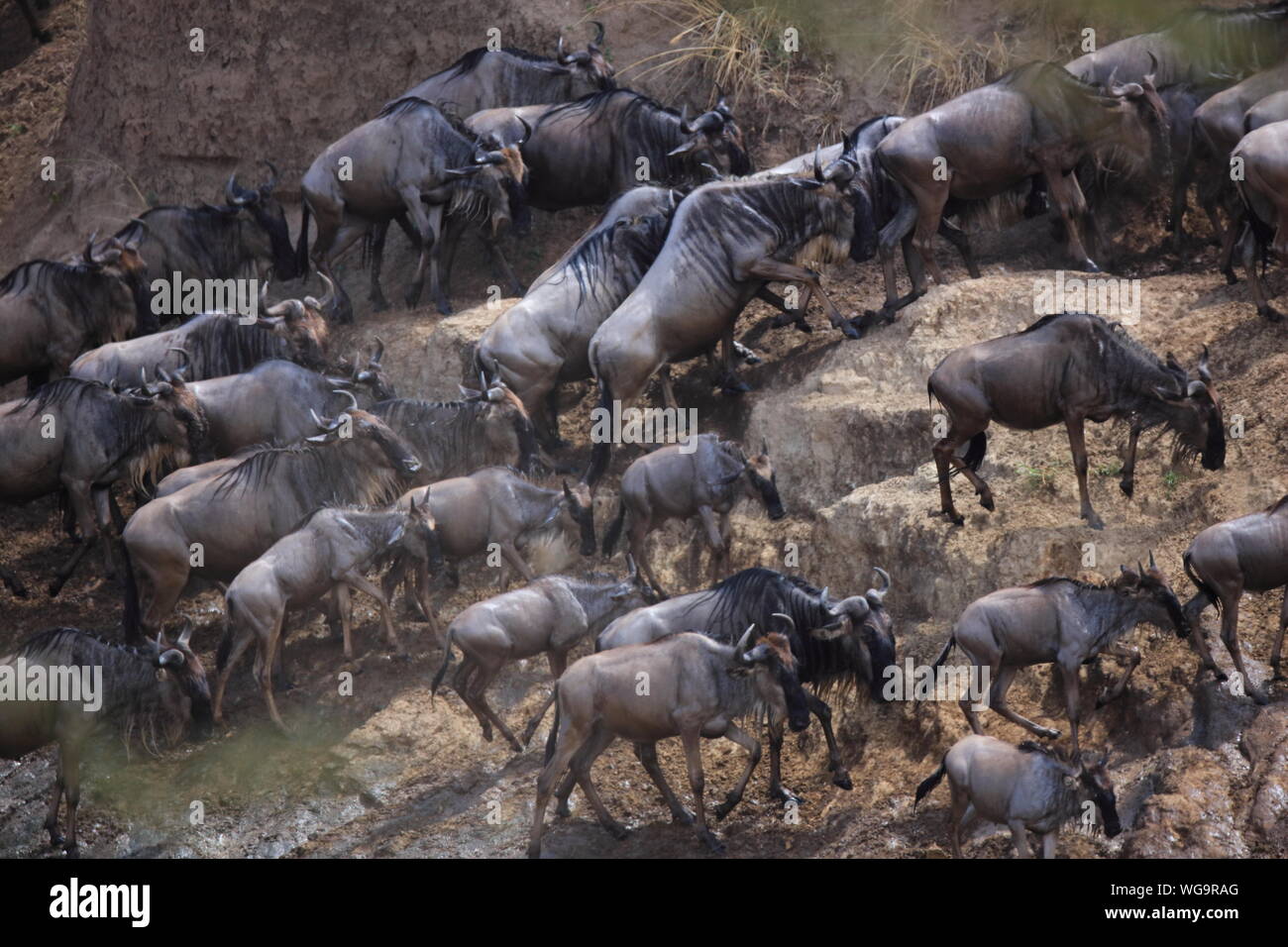 Herd wildebeest running hi-res stock photography and images - Alamy