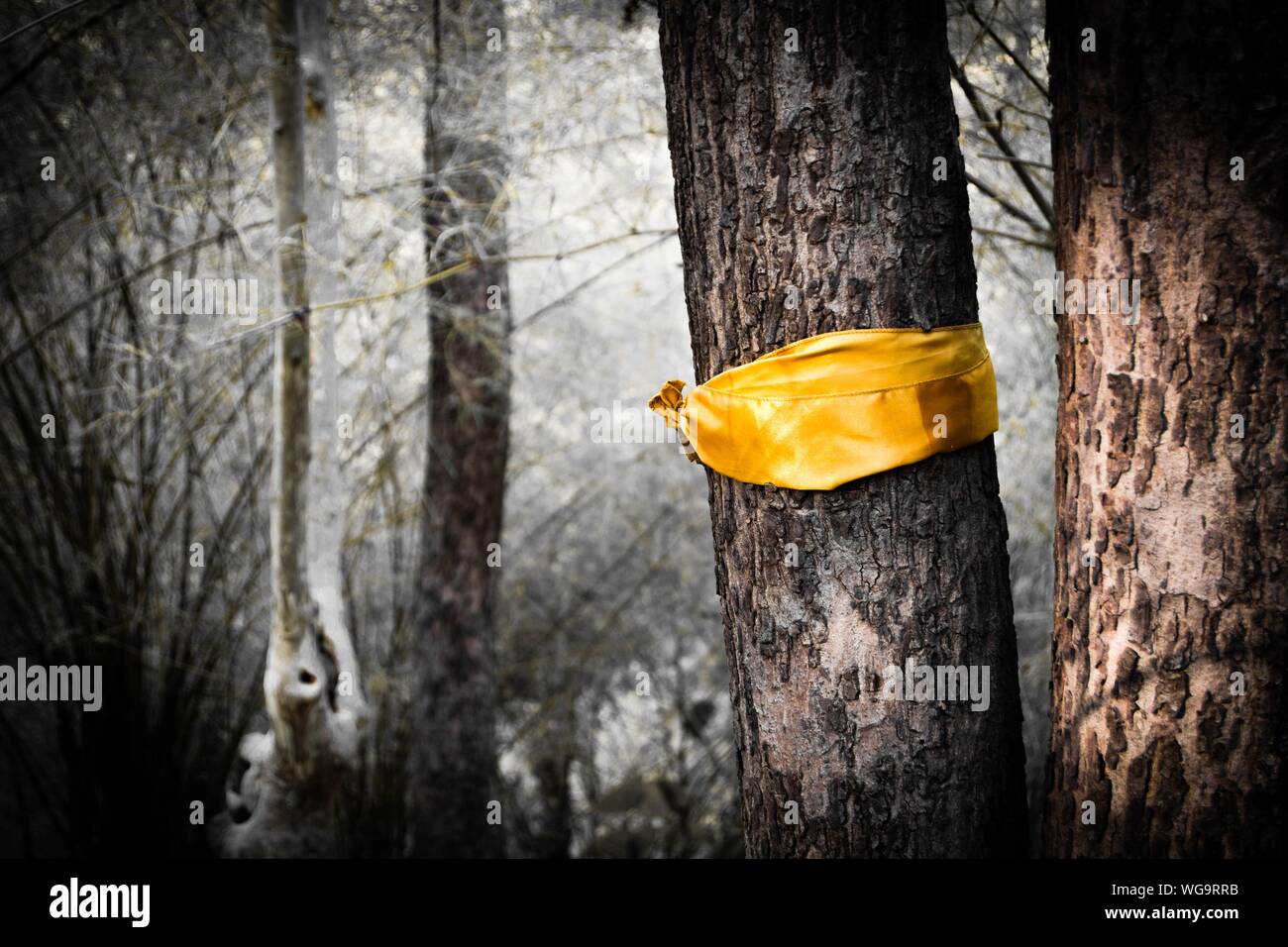 Cloth tree hi-res stock photography and images - Alamy