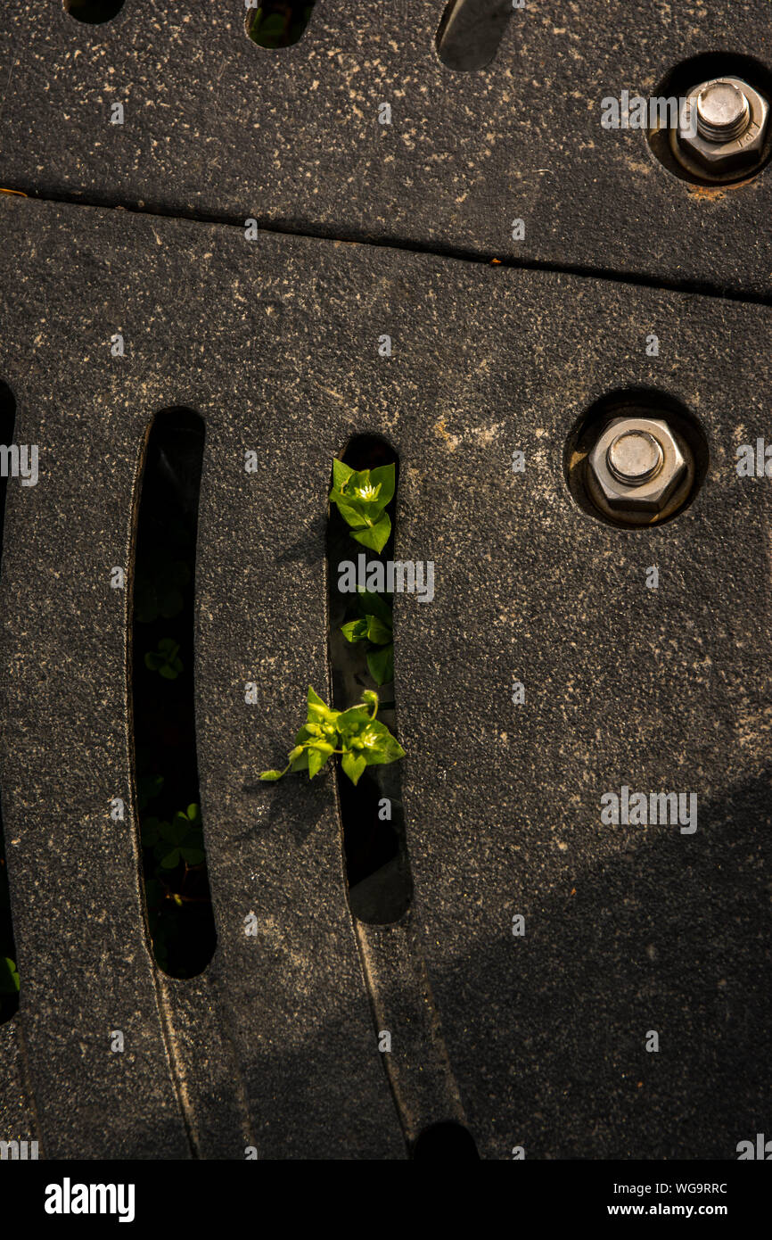 Plants from above hi-res stock photography and images - Alamy