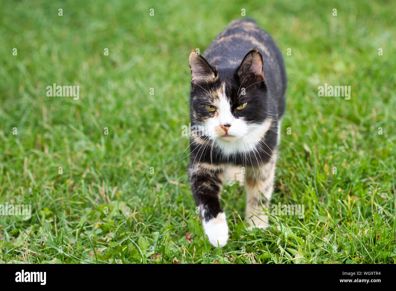 Tortoiseshell house cat walking on a meadow Stock Photo - Alamy