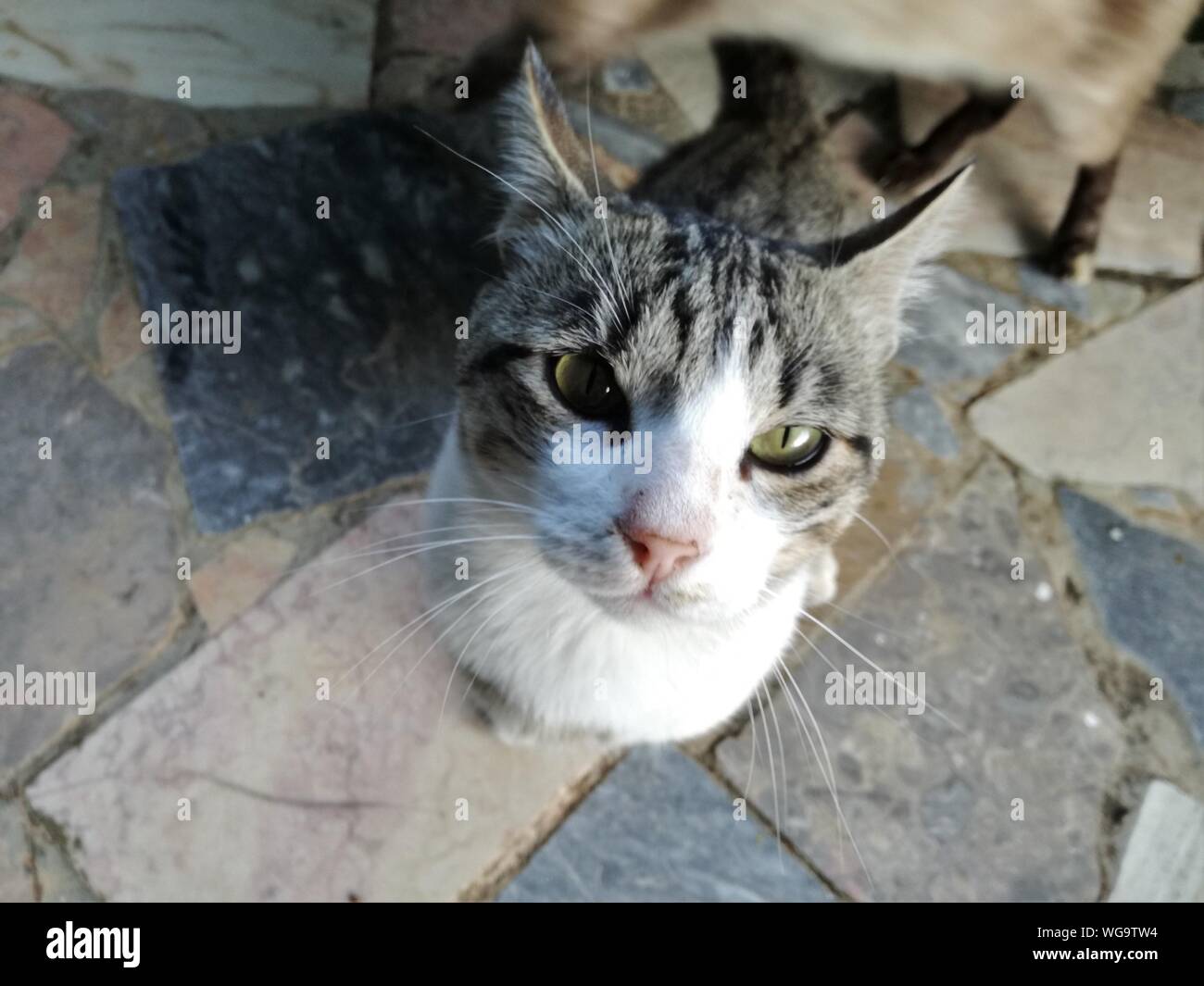 Animals looking directly into camera hi-res stock photography and ...