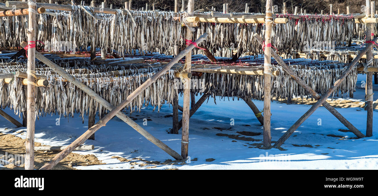 Hanging fish hi-res stock photography and images - Alamy