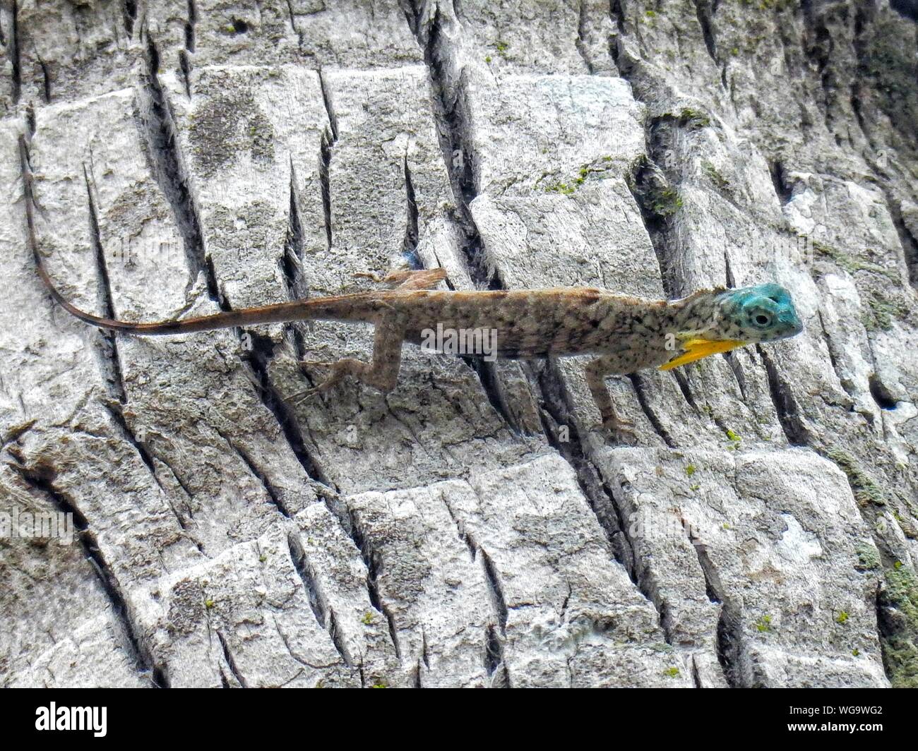 Lizard Climbing Tree High Resolution Stock Photography and Images - Alamy