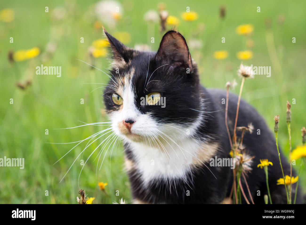 Portrait of a tortoiseshell house cat in a flower meadow Stock Photo ...
