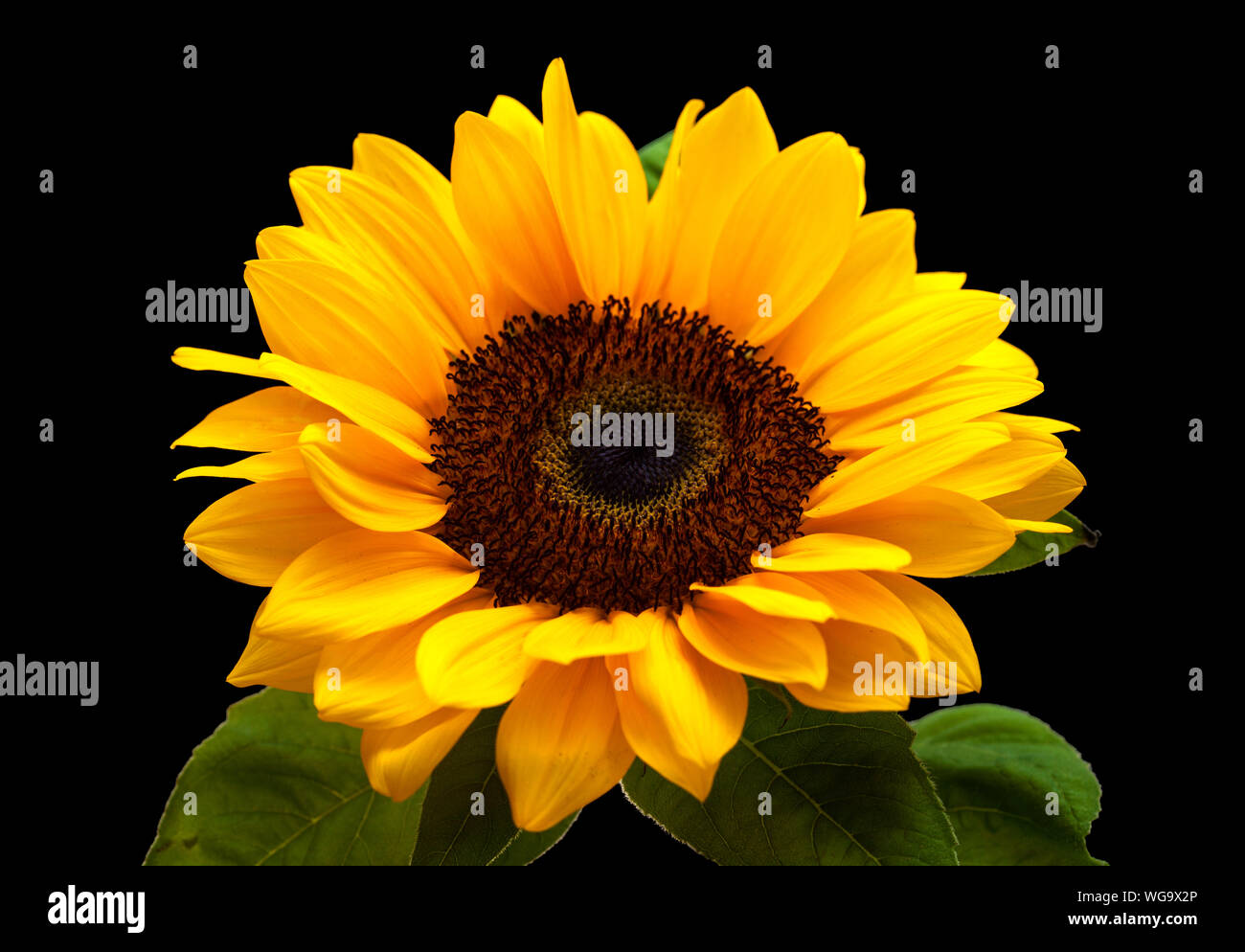 single sunflower isolated on black background Stock Photo - Alamy