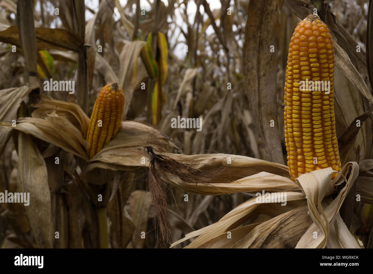 Corn On The Cob Plants High Resolution Stock Photography and Images - Alamy
