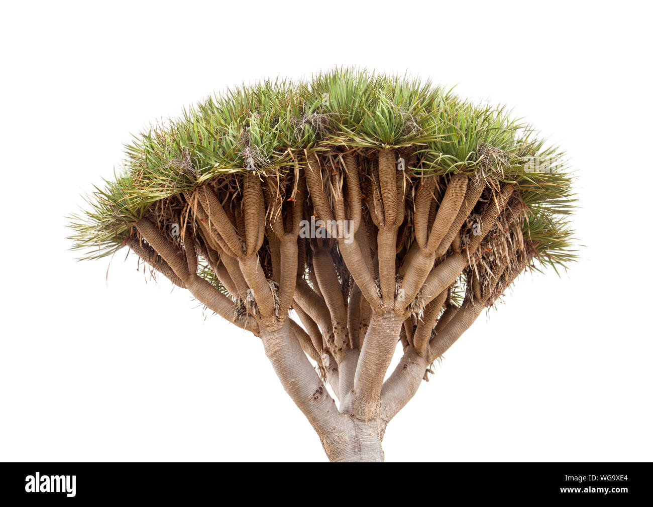 Dracaena draco, Canary islands dragon tree, isolated on white ...