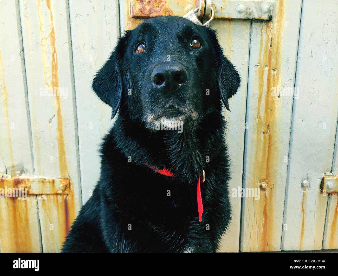 Dog close door hi-res stock photography and images - Alamy