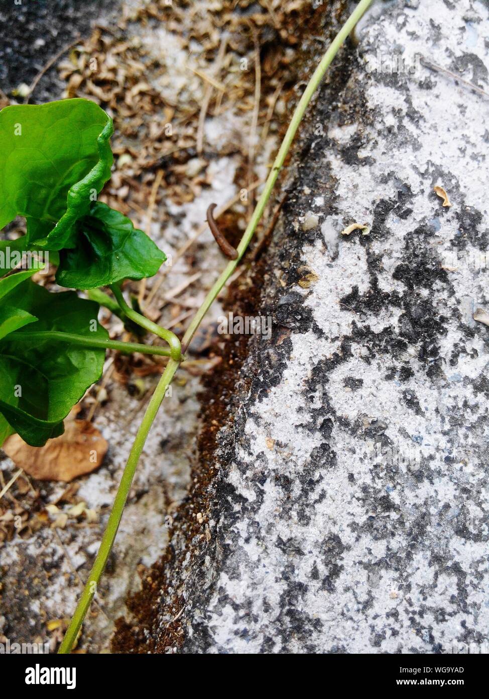 Vine on rock hi-res stock photography and images - Alamy