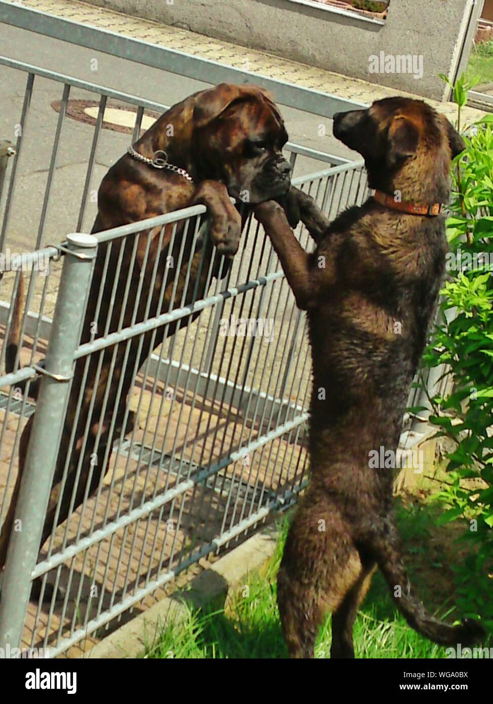 Two Dogs Face To Face High Resolution Stock Photography and Images - Alamy
