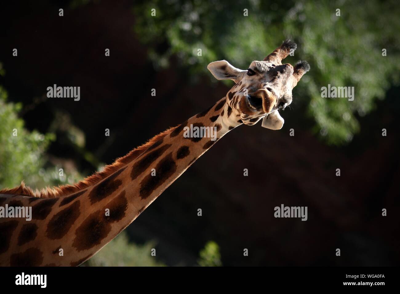 Giraffe Mouth Open High Resolution Stock Photography and Images - Alamy