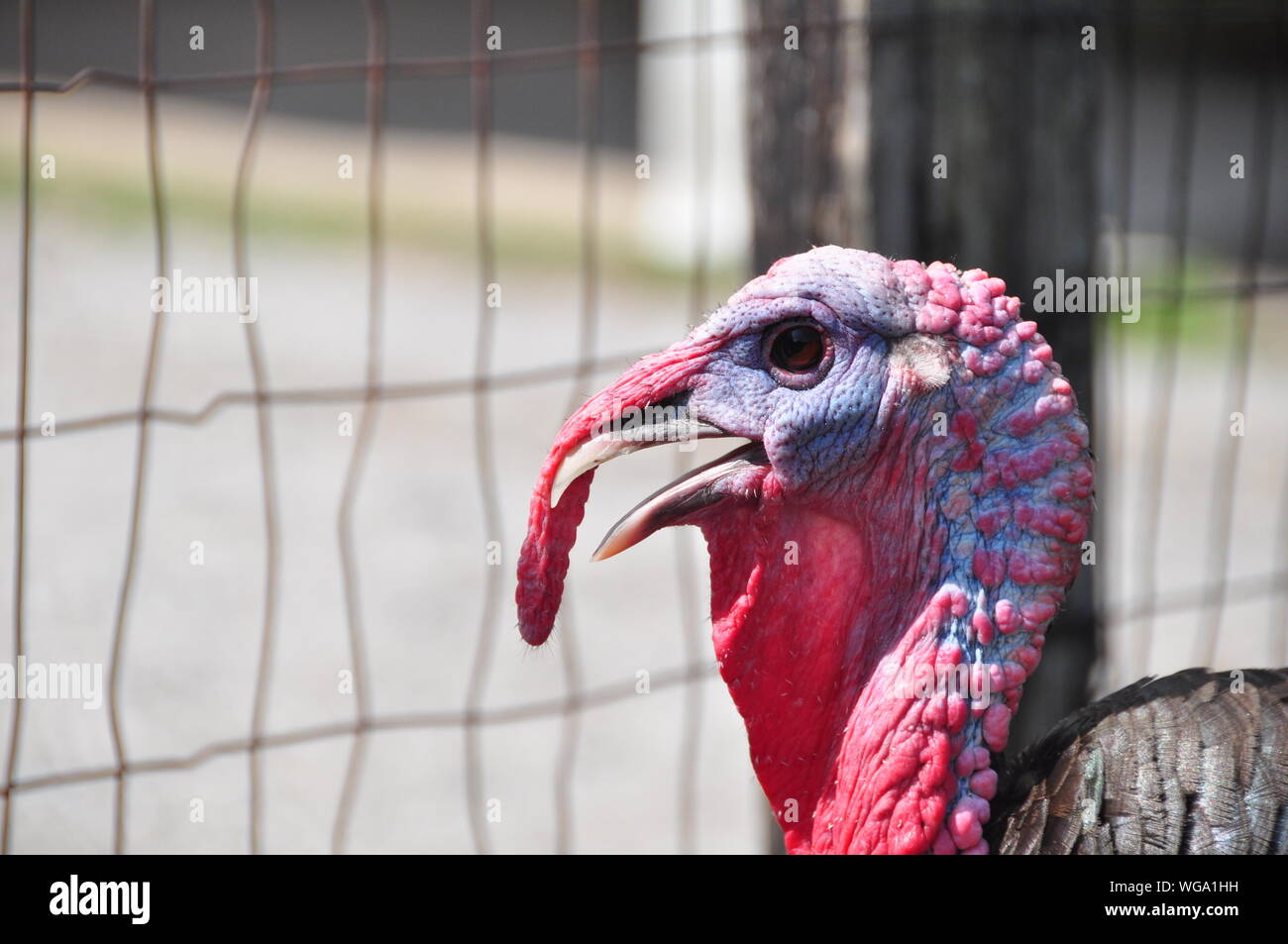 Turkey in cage hi-res stock photography and images - Alamy