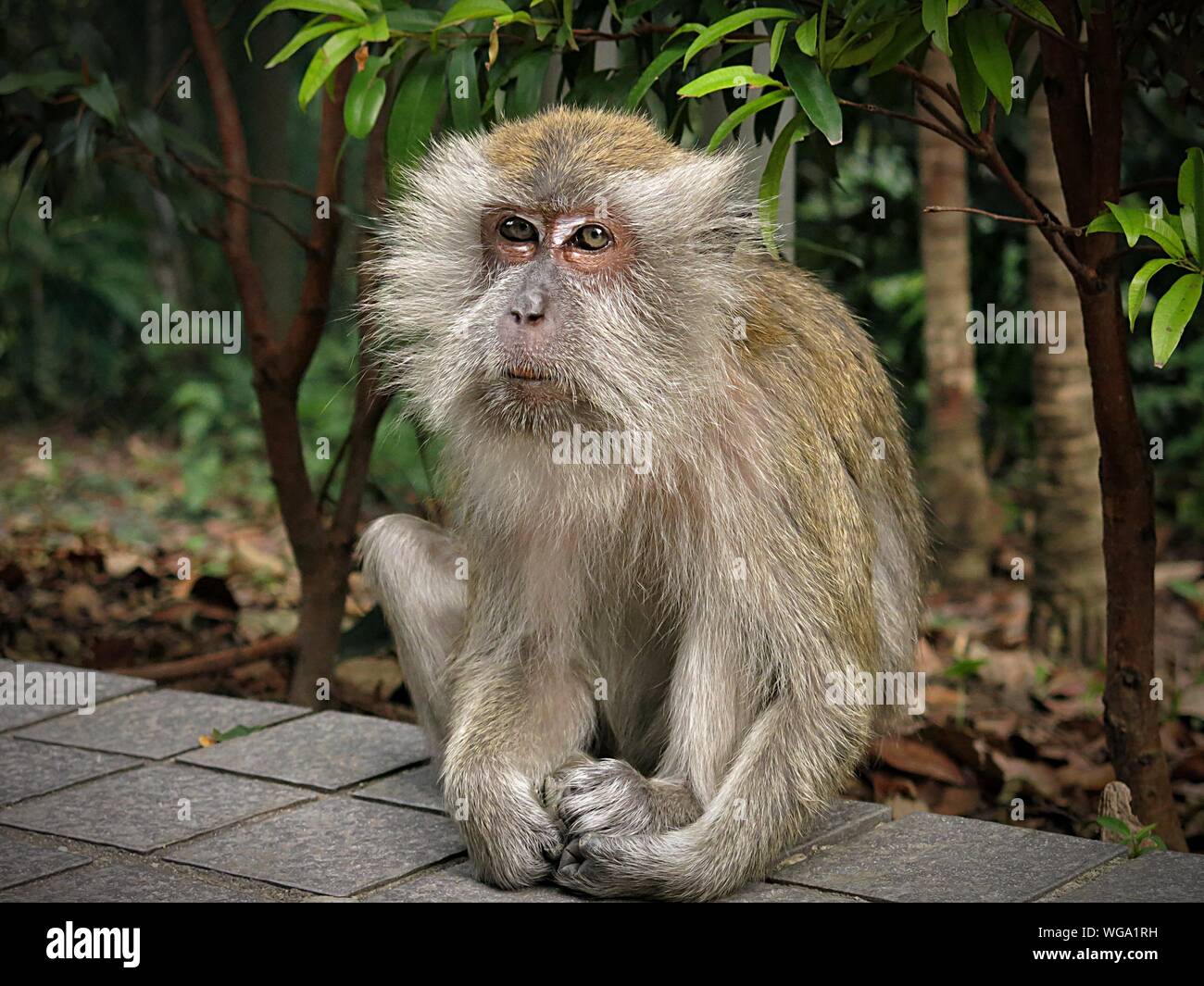 Monkey garden hi-res stock photography and images - Alamy