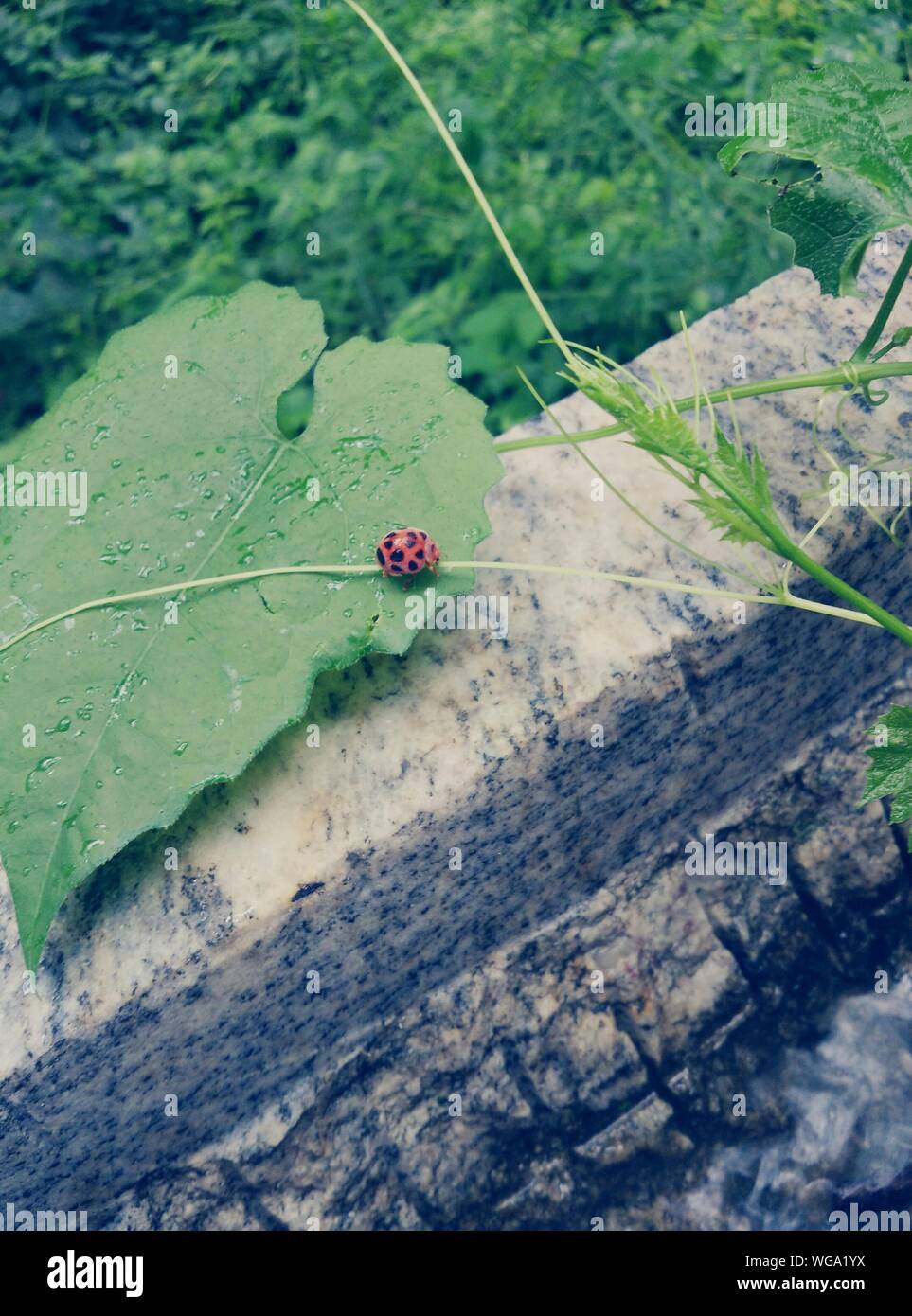Water drop on beetle hi-res stock photography and images - Alamy