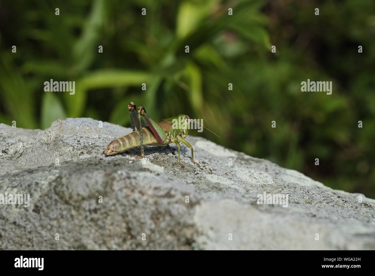 Close-up Of A Grasshopper On Rough Surface Stock Photo - Alamy