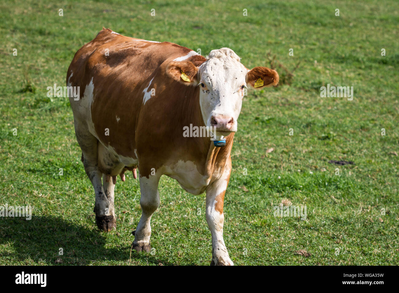 Free range dairy cow on a meadow Stock Photo - Alamy