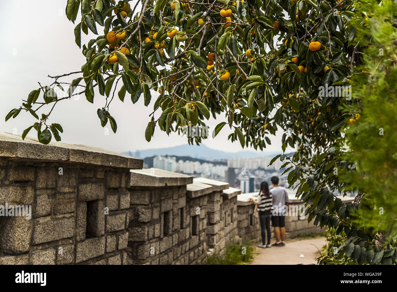 The persimmon tree hi-res stock photography and images - Alamy