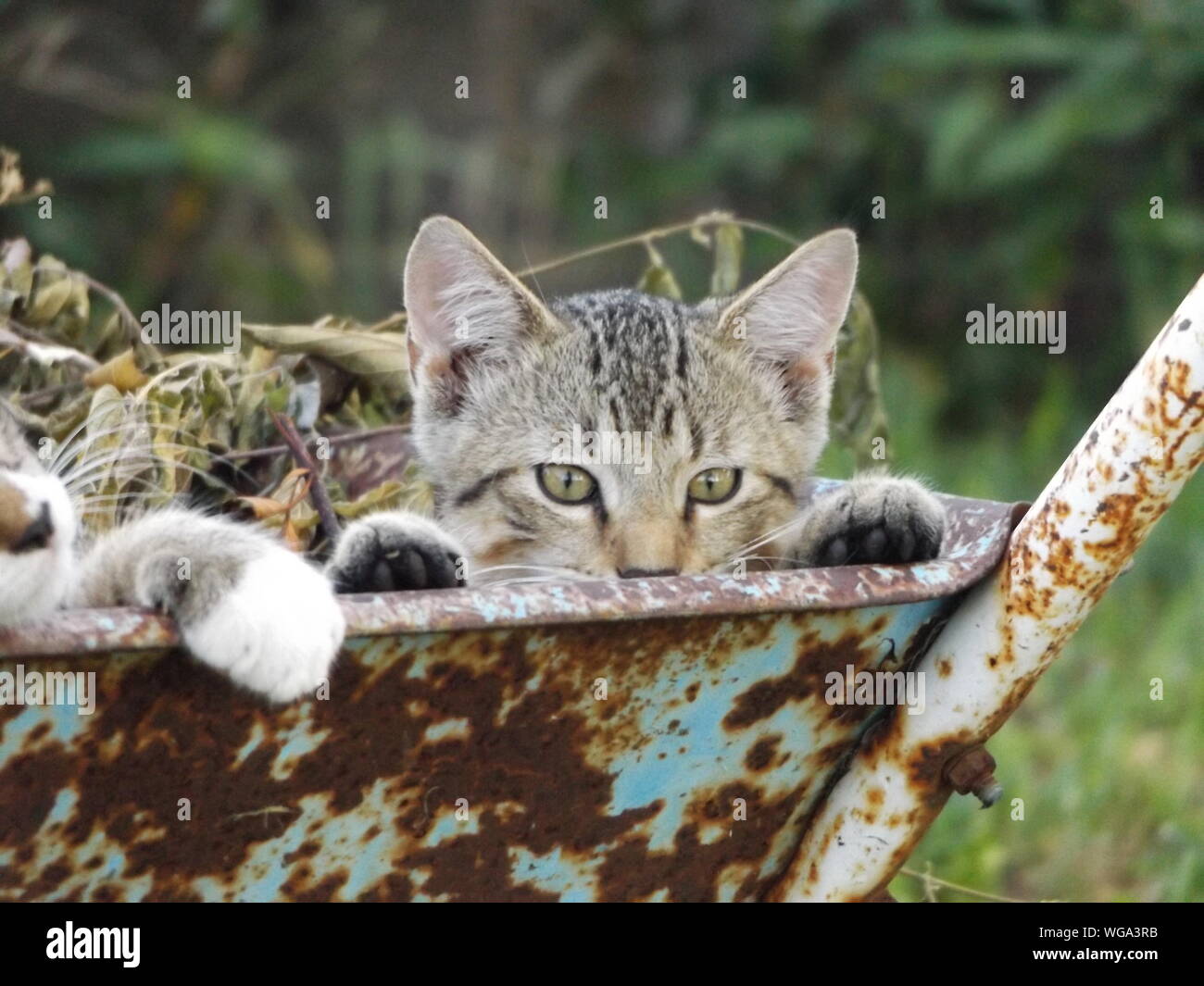 Domestic Cat Wheelbarrow High Resolution Stock Photography and Images ...