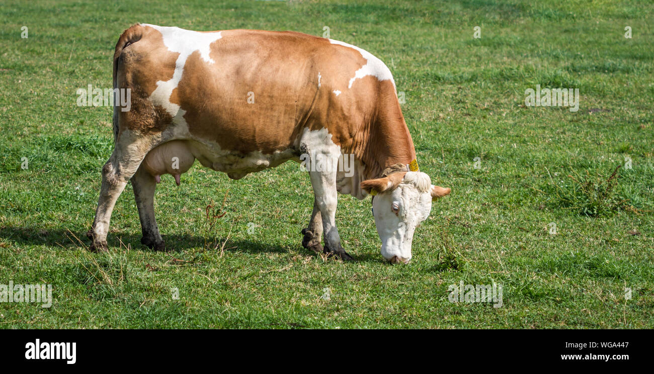 Free range dairy cow grazing on a meadow Stock Photo - Alamy