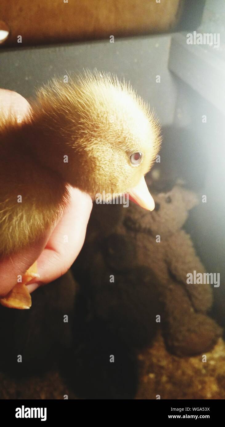 Hand holding baby chick hi-res stock photography and images - Alamy