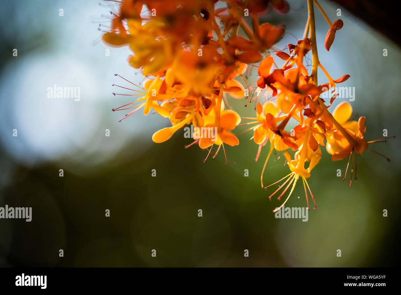 Ashoka tree flower hi-res stock photography and images - Alamy