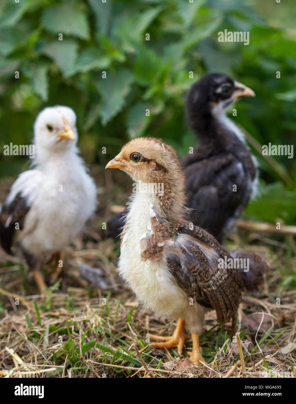 Three fledglings of the breed Stoapiperl/ Steinhendl, a critically ...