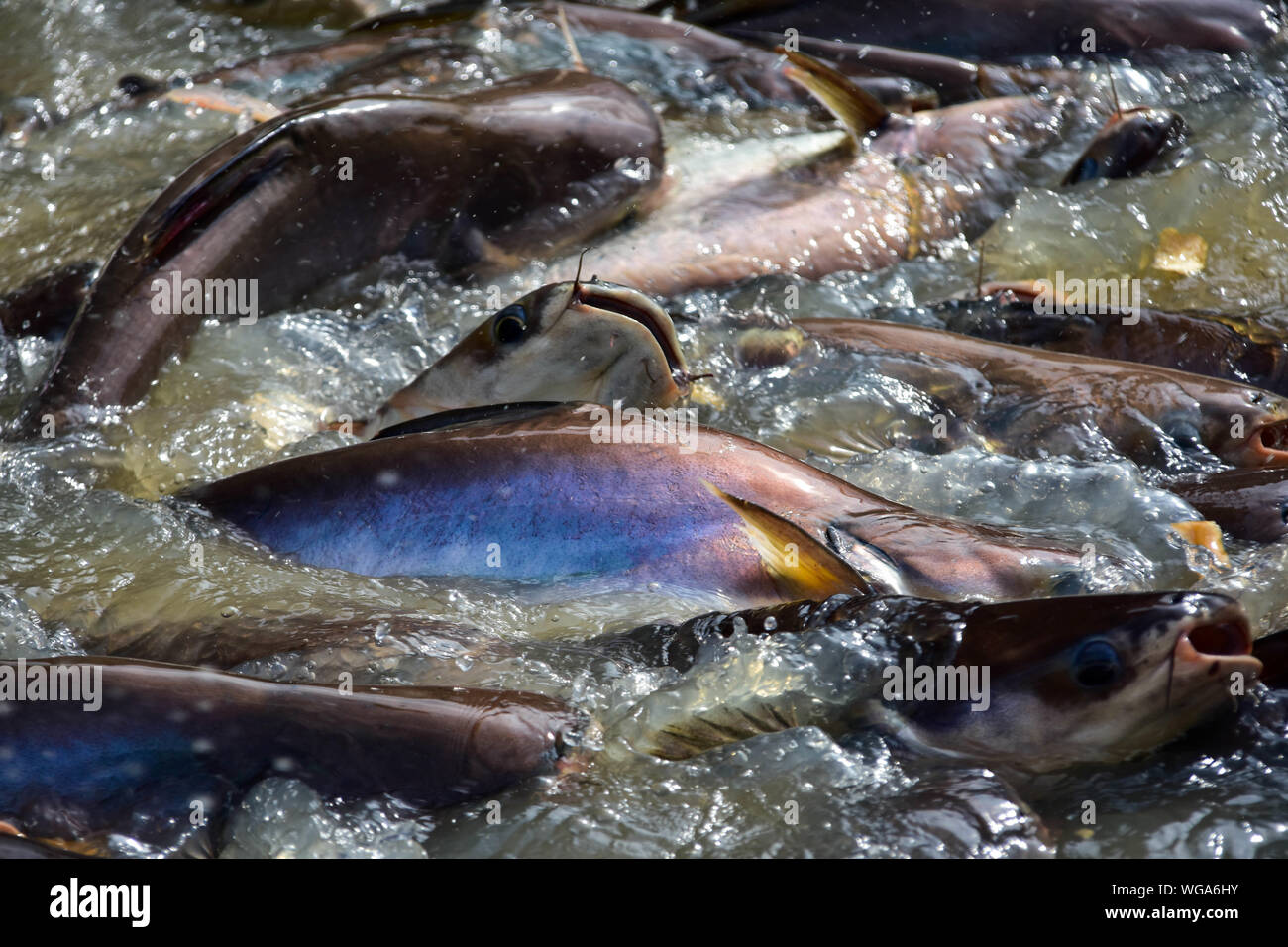 Catfish water hi-res stock photography and images - Alamy
