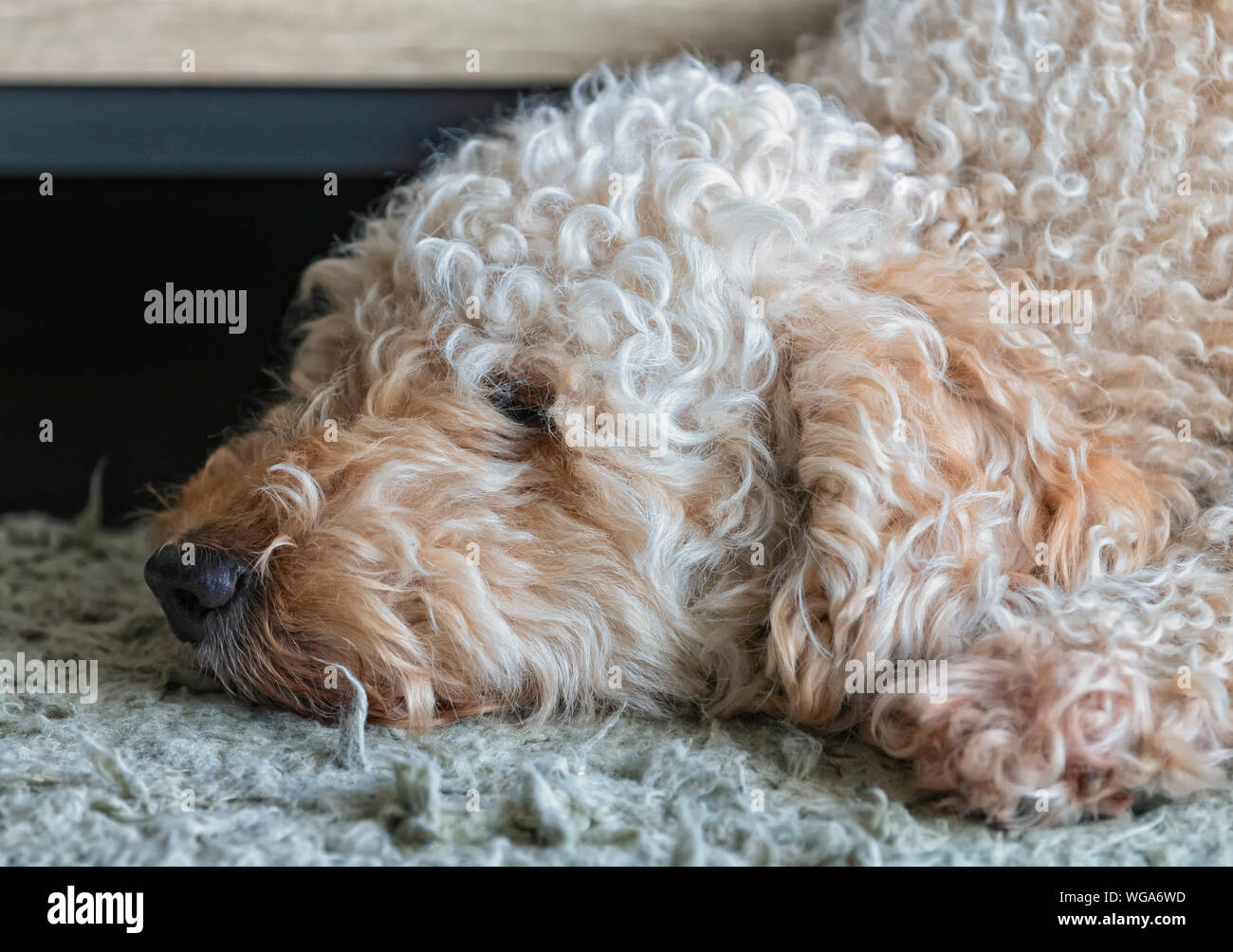 Cute furry Labradoodle dog fast asleep with his head resting on a rug ...