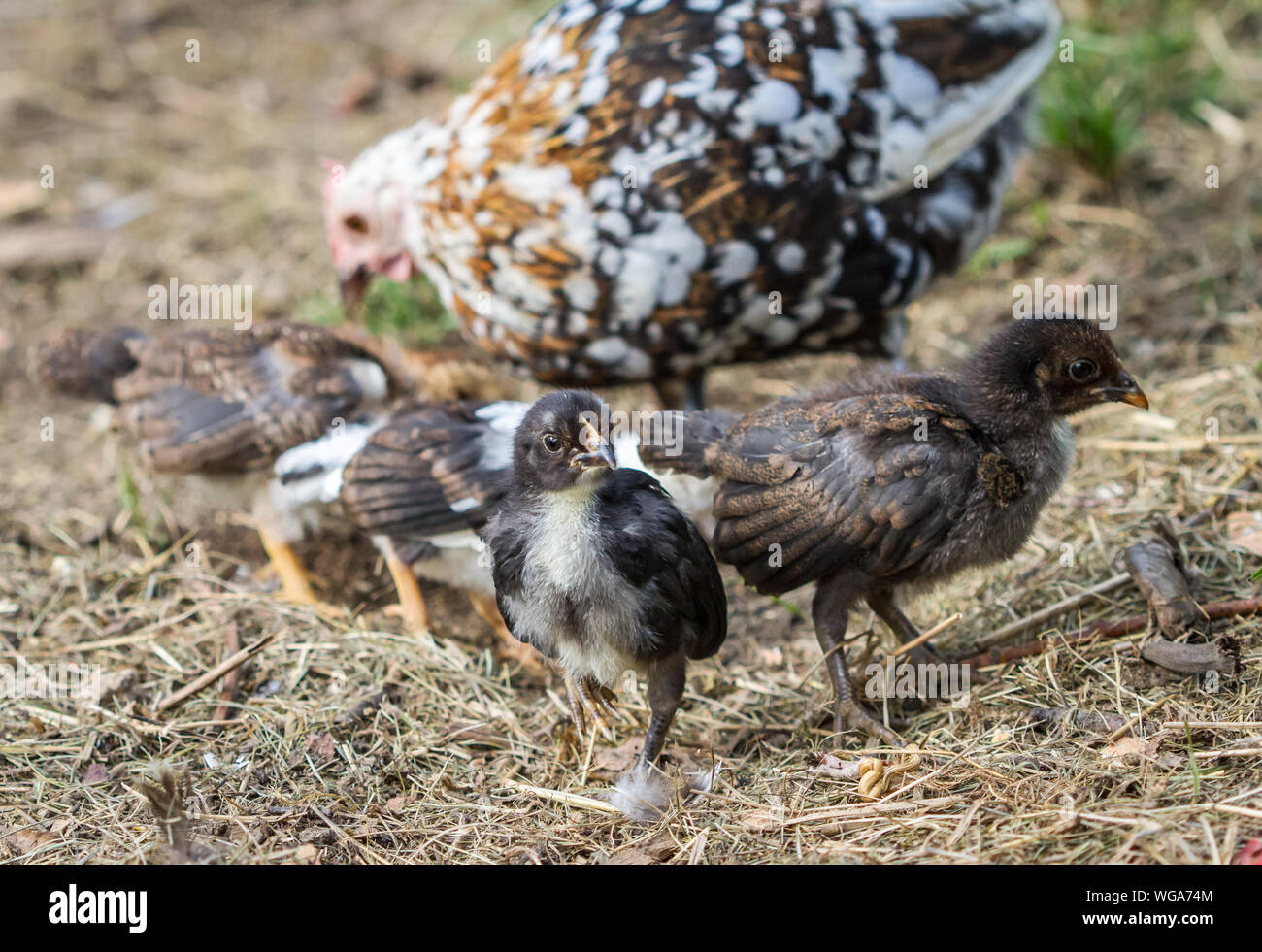 Mother hen and her fledglings of the breed Stoapiperl/ Steinhendl, a ...