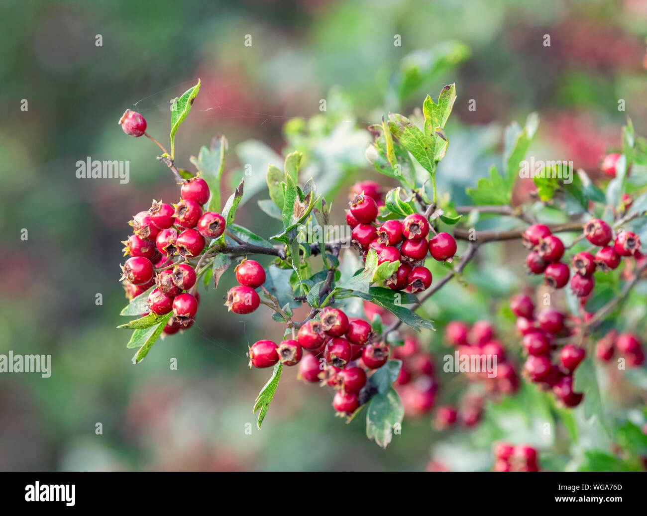 Haws hi-res stock photography and images - Alamy