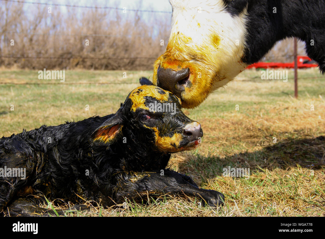 Calf Head High Resolution Stock Photography and Images - Alamy