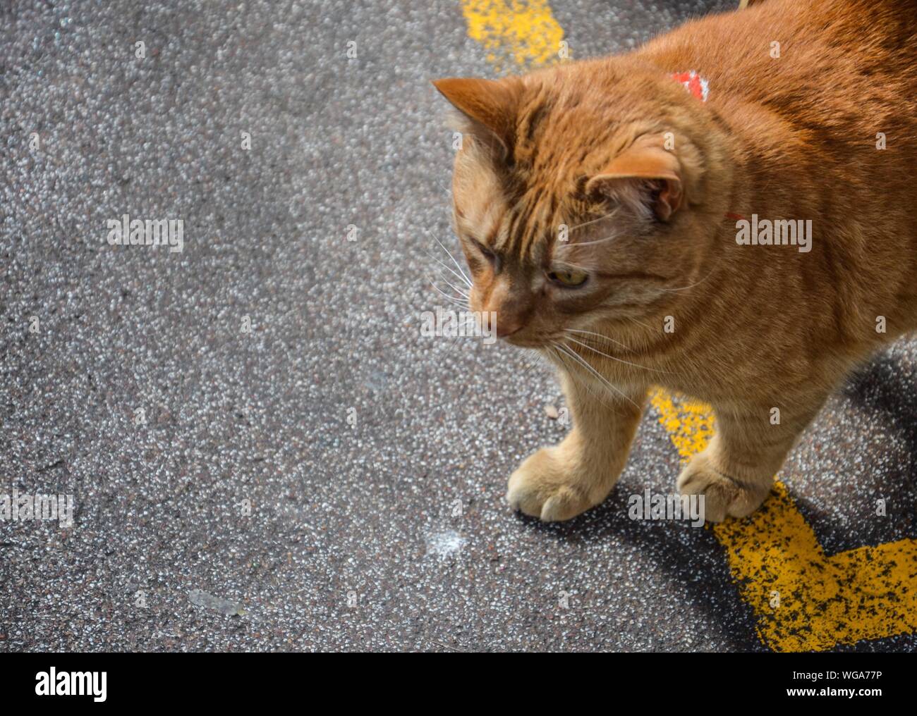 Cat line up hi-res stock photography and images - Alamy