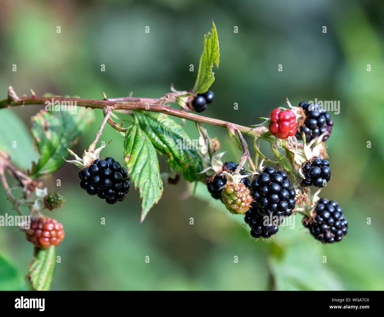 Thorns blackberry bramble hi-res stock photography and images - Alamy