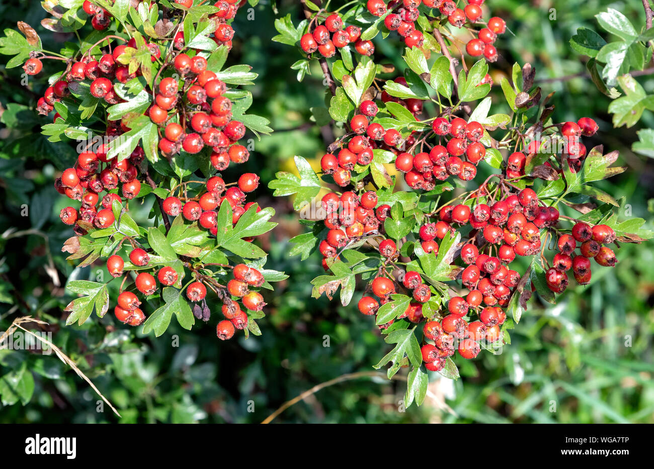 A Hawthorn bush is covered in a mass of bright red berries known as ...