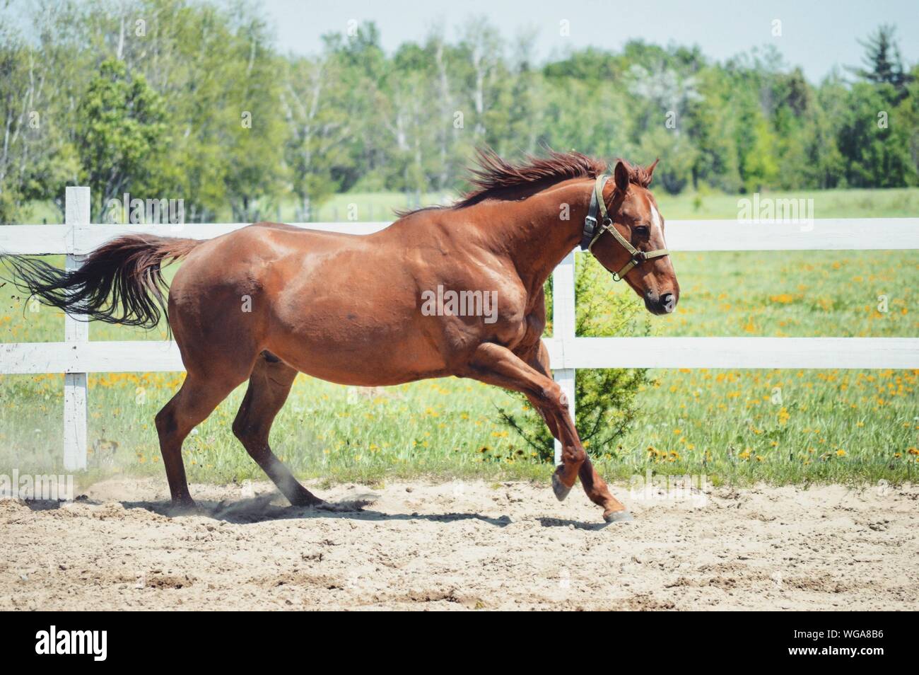Paddock pen hi-res stock photography and images - Alamy