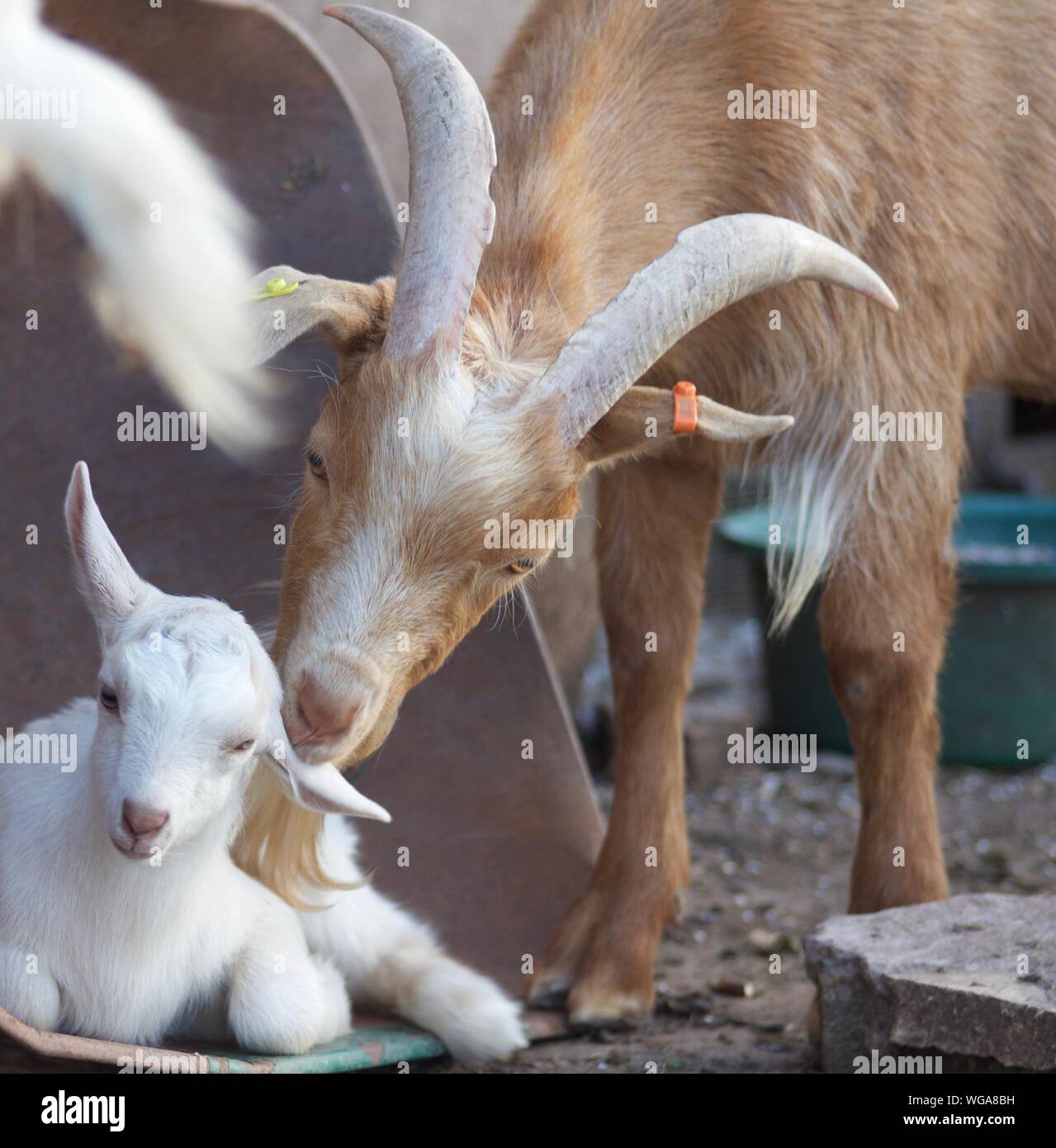 Goat biting hi-res stock photography and images - Alamy