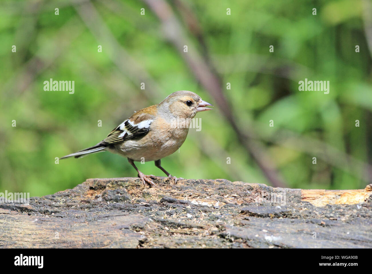 Female chaffinch uk hi-res stock photography and images - Alamy