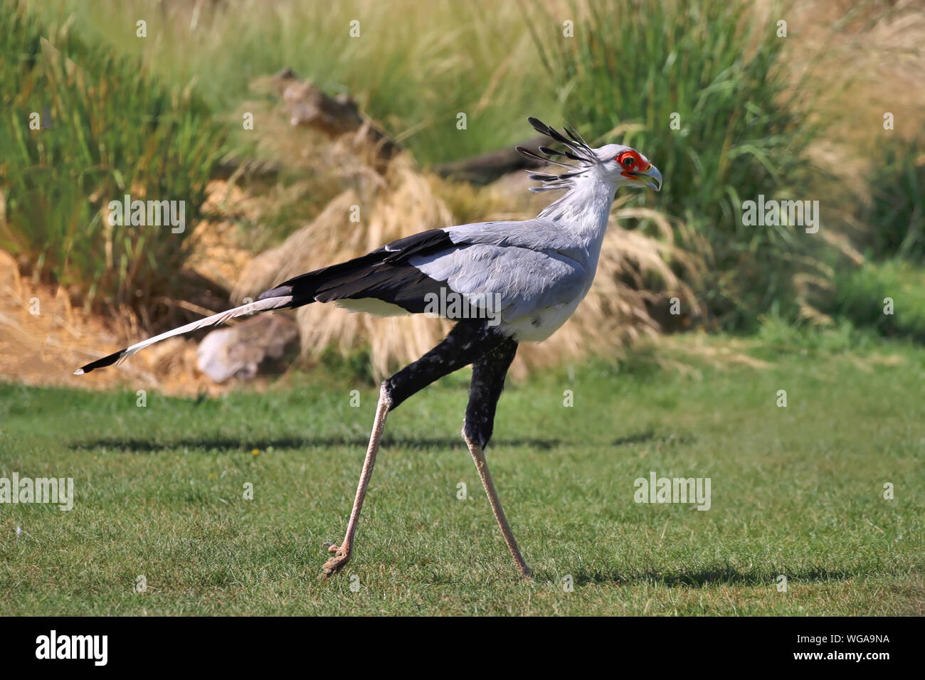 Secretary Bird Flying High Resolution Stock Photography and Images - Alamy